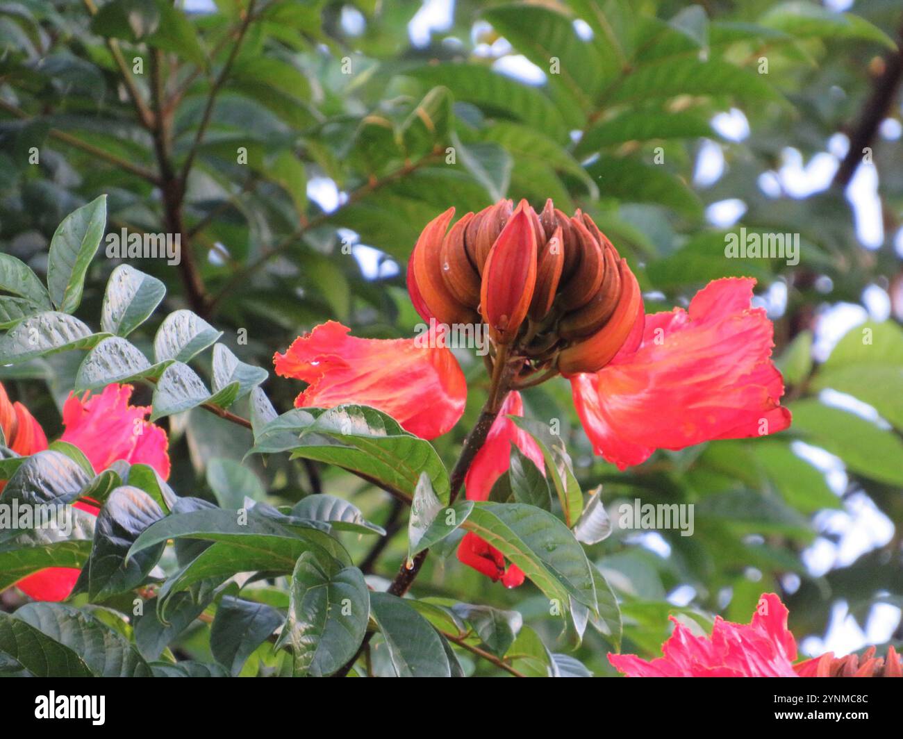 African tulip tree (Spathodea campanulata Stock Photo - Alamy
