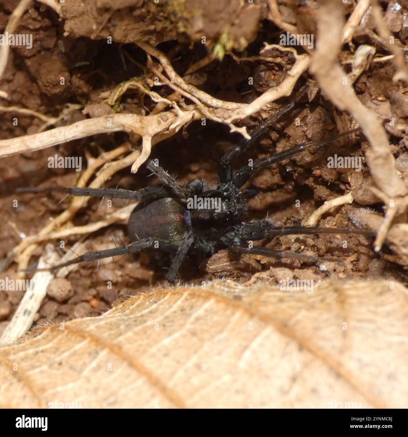 Wolf Spiders and Allies (Lycosoidea Stock Photo - Alamy