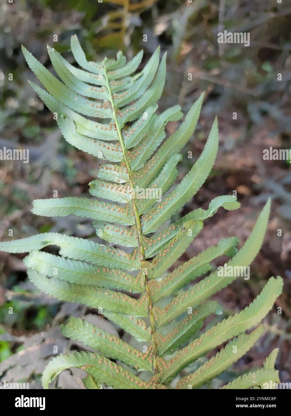 western sword fern (Polystichum munitum Stock Photo - Alamy