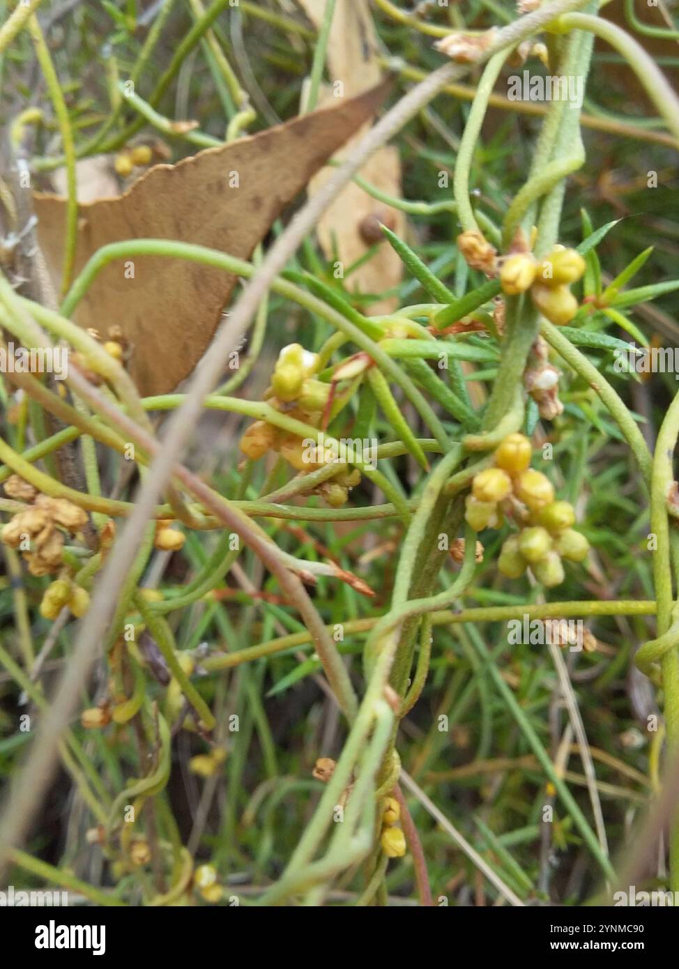 Dodder laurel hi-res stock photography and images - Alamy