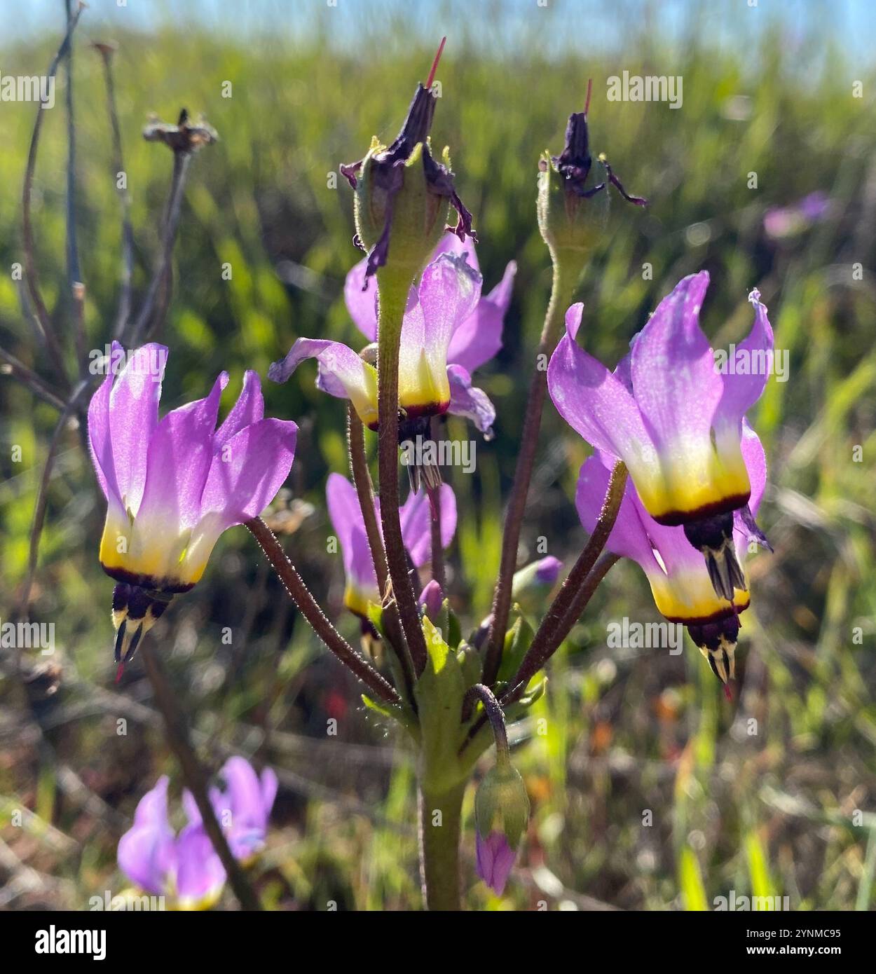 Padre's Shooting Star (Primula clevelandii Stock Photo - Alamy