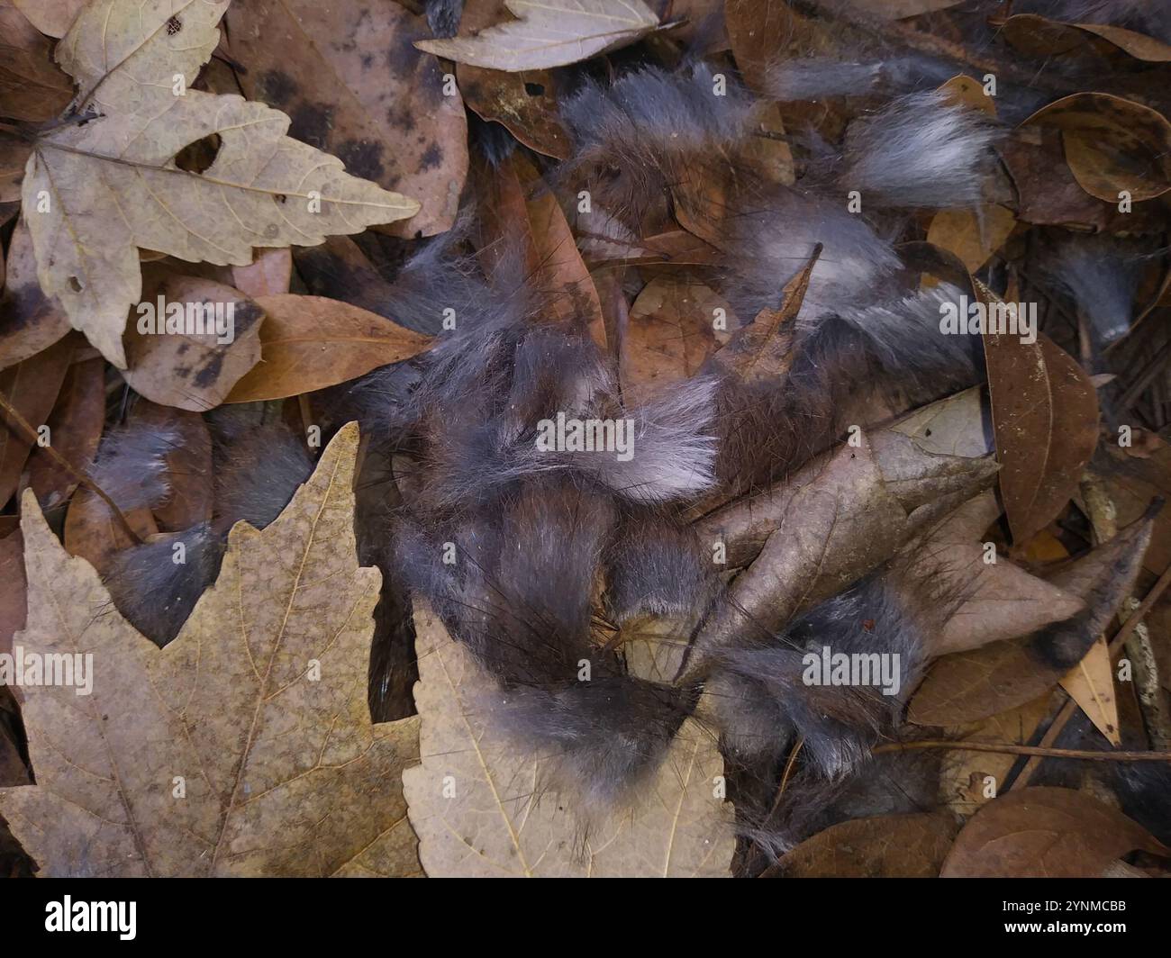 Round-tailed Muskrat (Neofiber alleni Stock Photo - Alamy