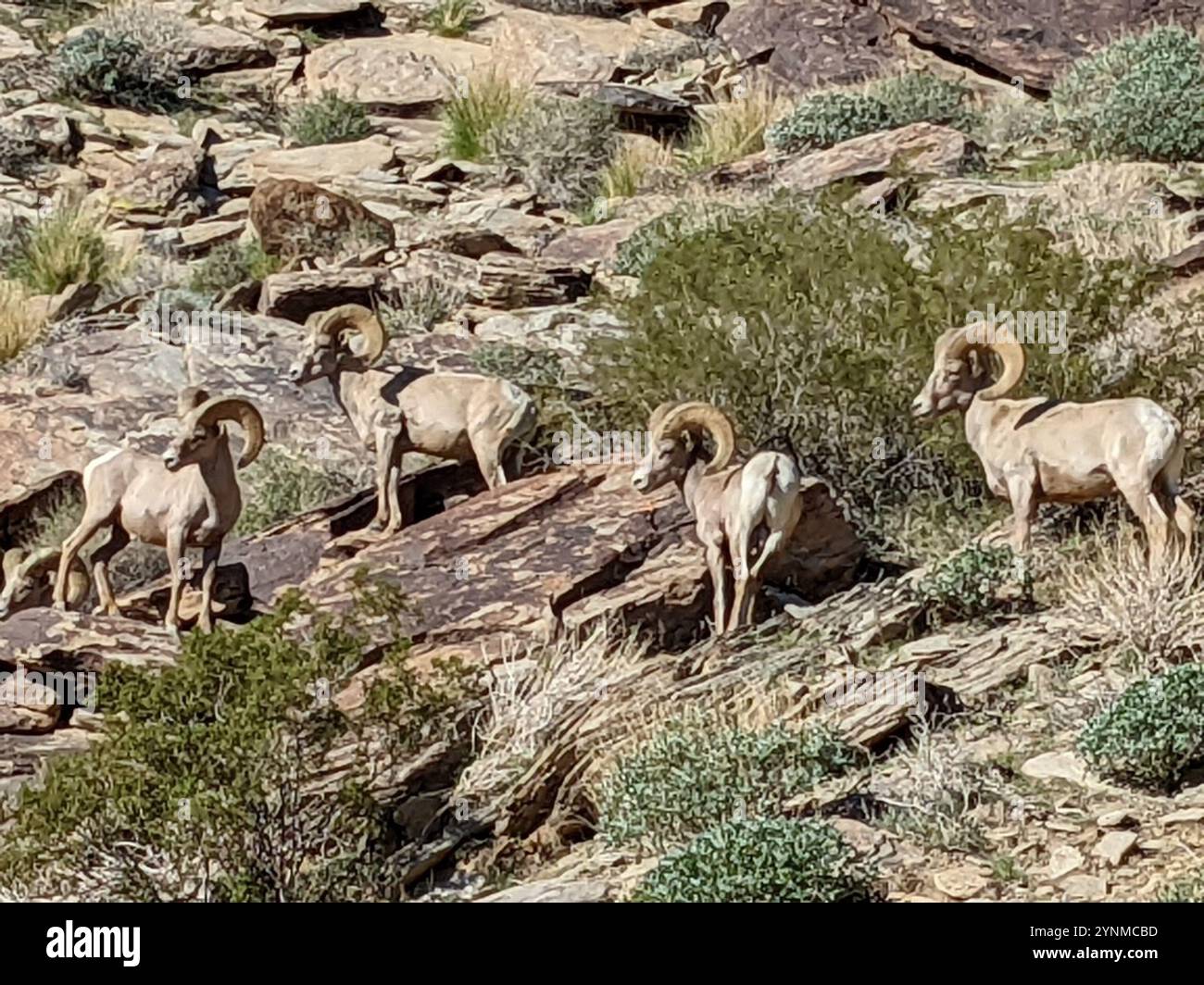 Desert Bighorn Sheep (Ovis canadensis nelsoni Stock Photo - Alamy