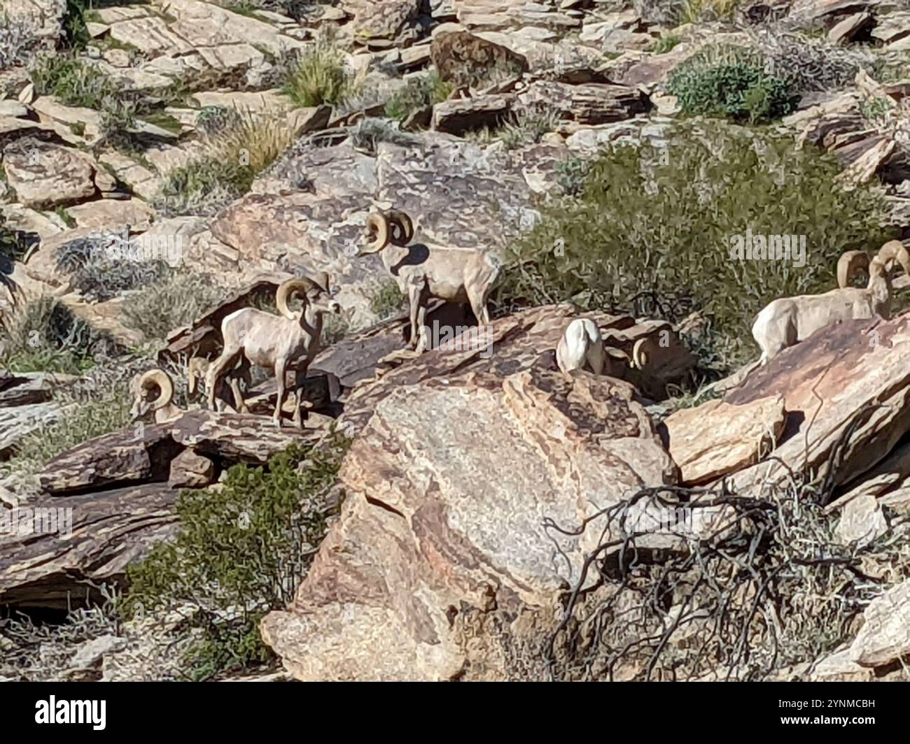 Desert Bighorn Sheep (Ovis canadensis nelsoni Stock Photo - Alamy