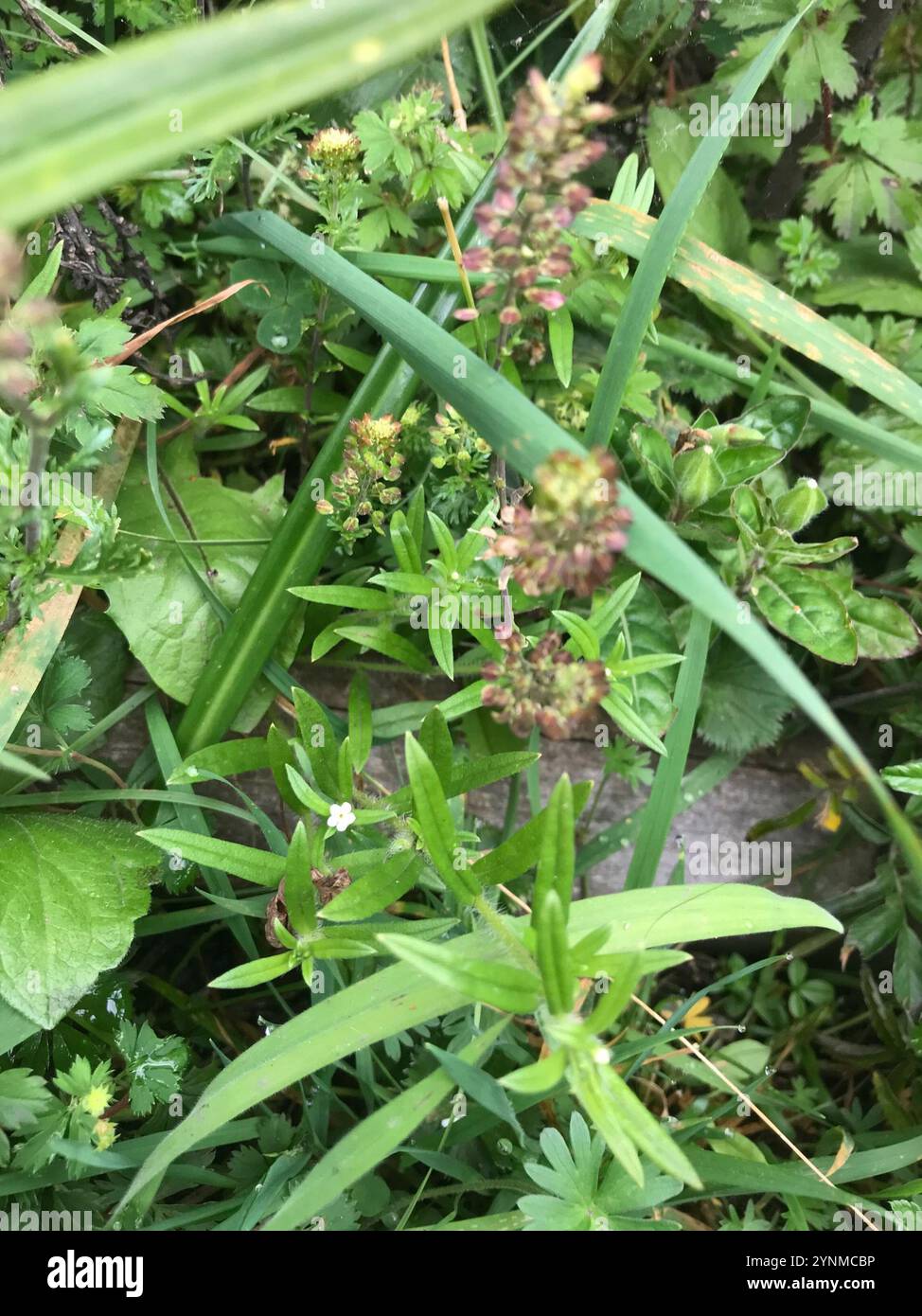 corn gromwell (Buglossoides arvensis Stock Photo - Alamy