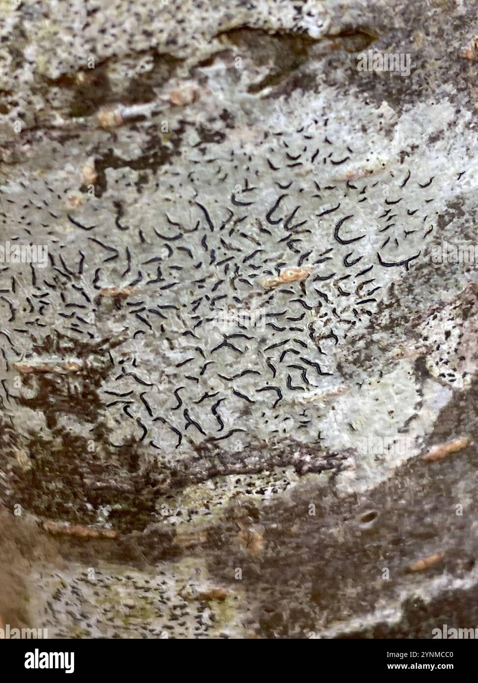 Common Script Lichen (Graphis scripta Stock Photo - Alamy