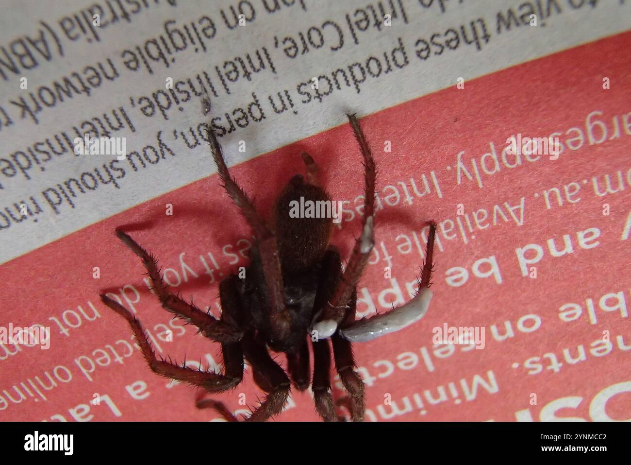 Brown Trapdoor Spiders (Arbanitis Stock Photo - Alamy