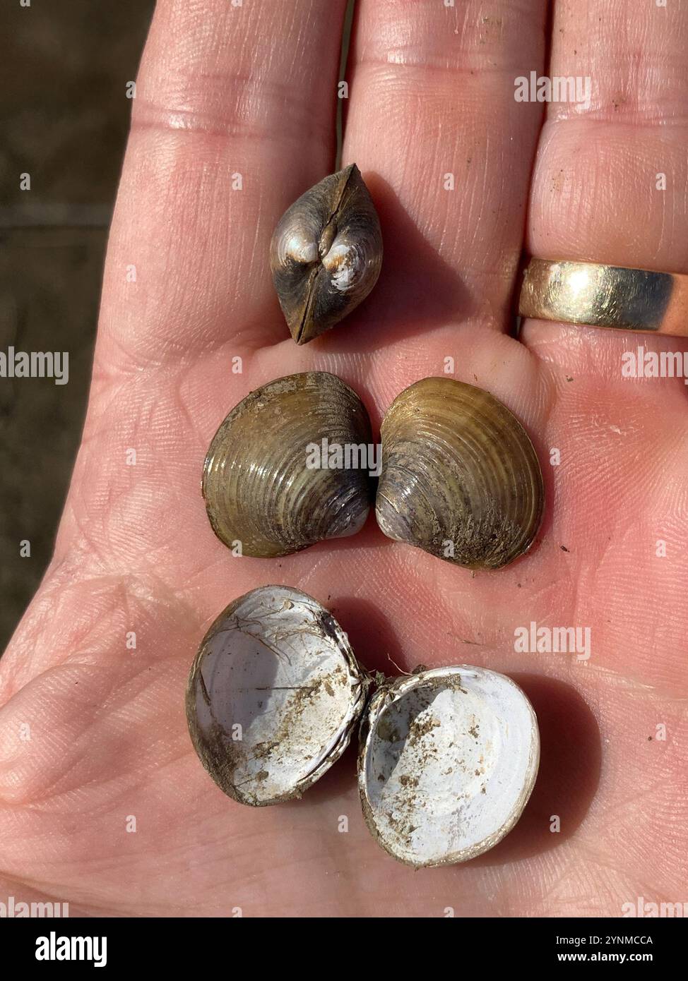 Asian Clam (Corbicula fluminea Stock Photo - Alamy