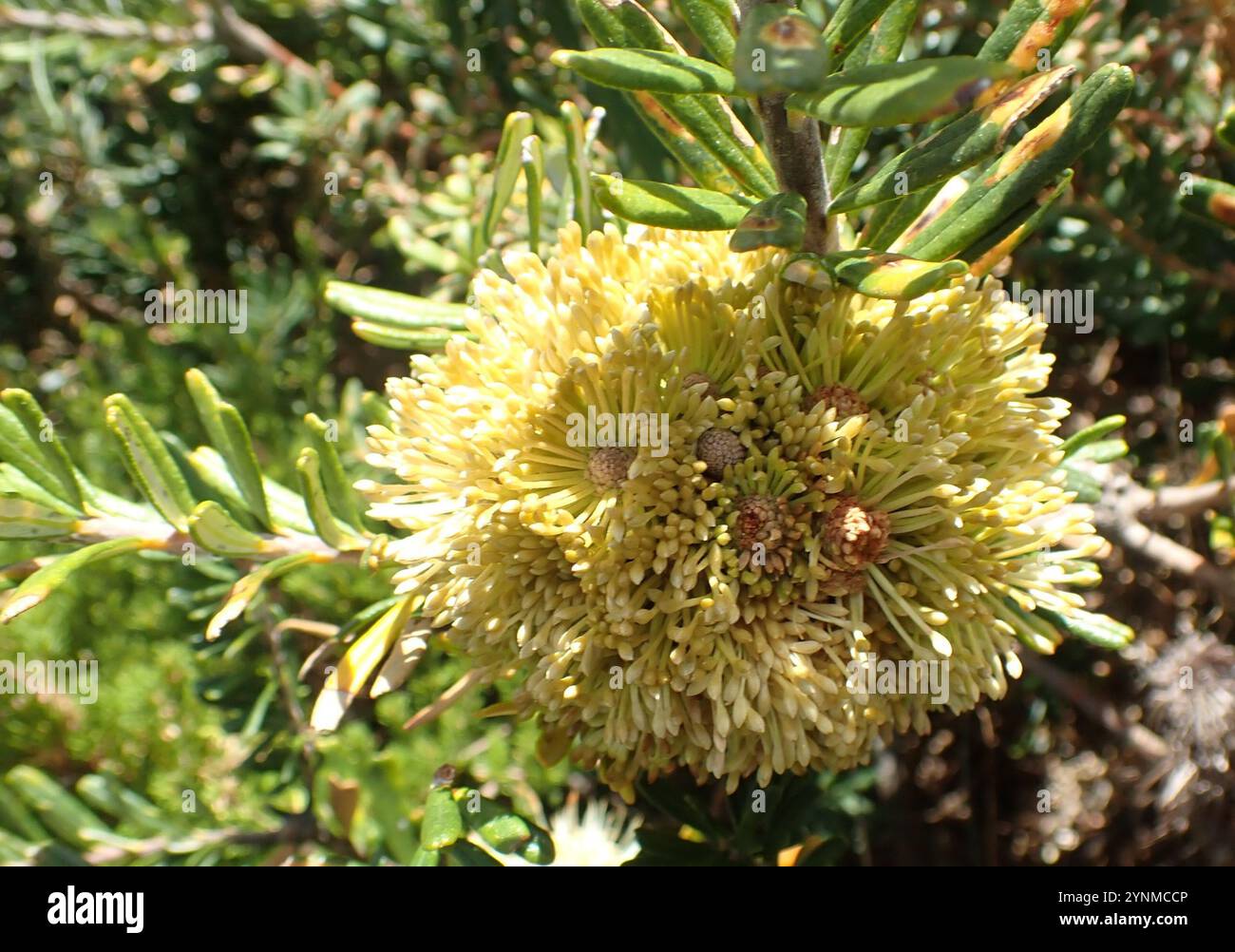 Silver Banksia (Banksia marginata Stock Photo - Alamy