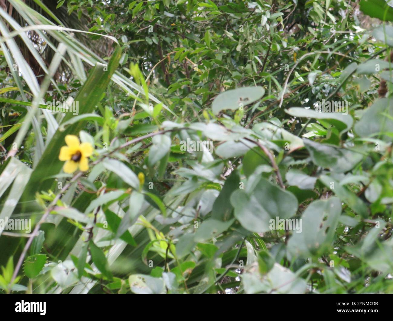 Honey Bees, Bumble Bees, and Allies (Apidae Stock Photo - Alamy