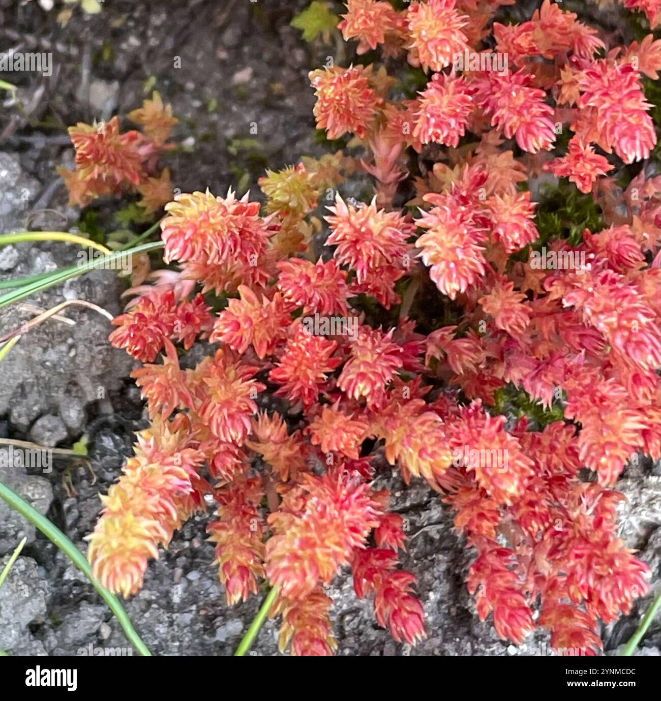 sand pygmyweed (Crassula connata Stock Photo - Alamy