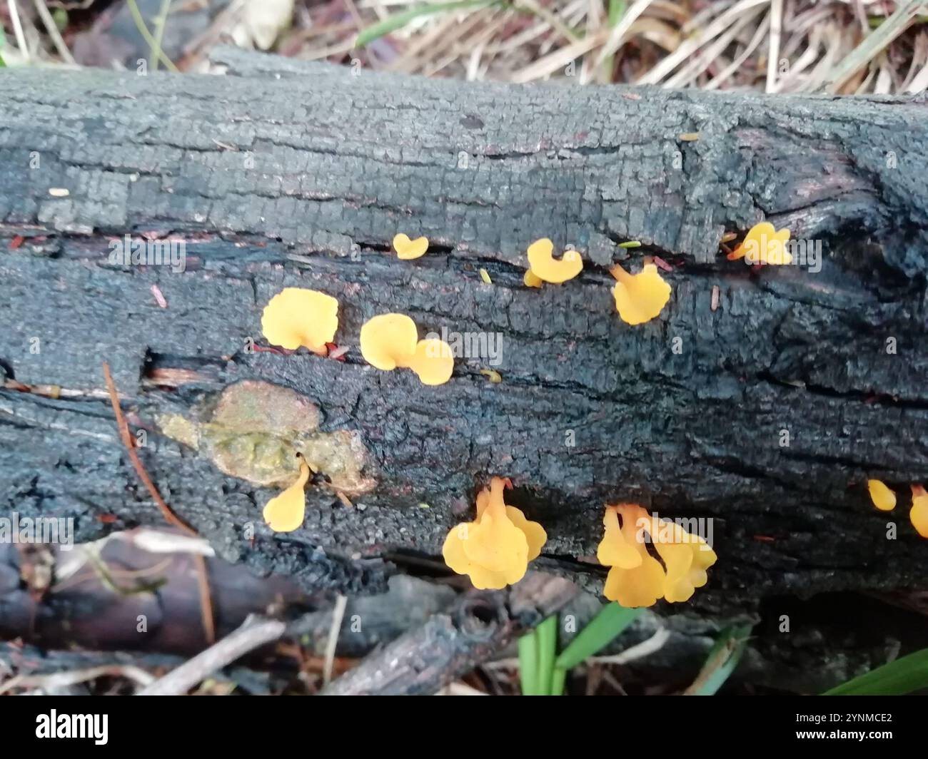 Fan-shaped Jelly Fungus (Dacrymyces spathularia Stock Photo - Alamy