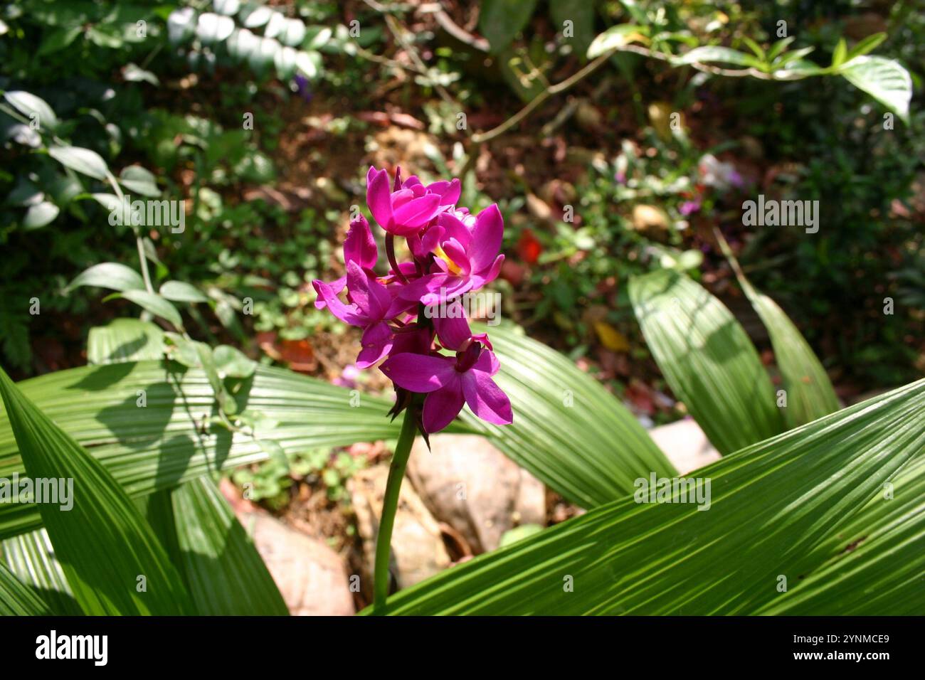 Philippine Ground Orchid (Spathoglottis plicata Stock Photo - Alamy