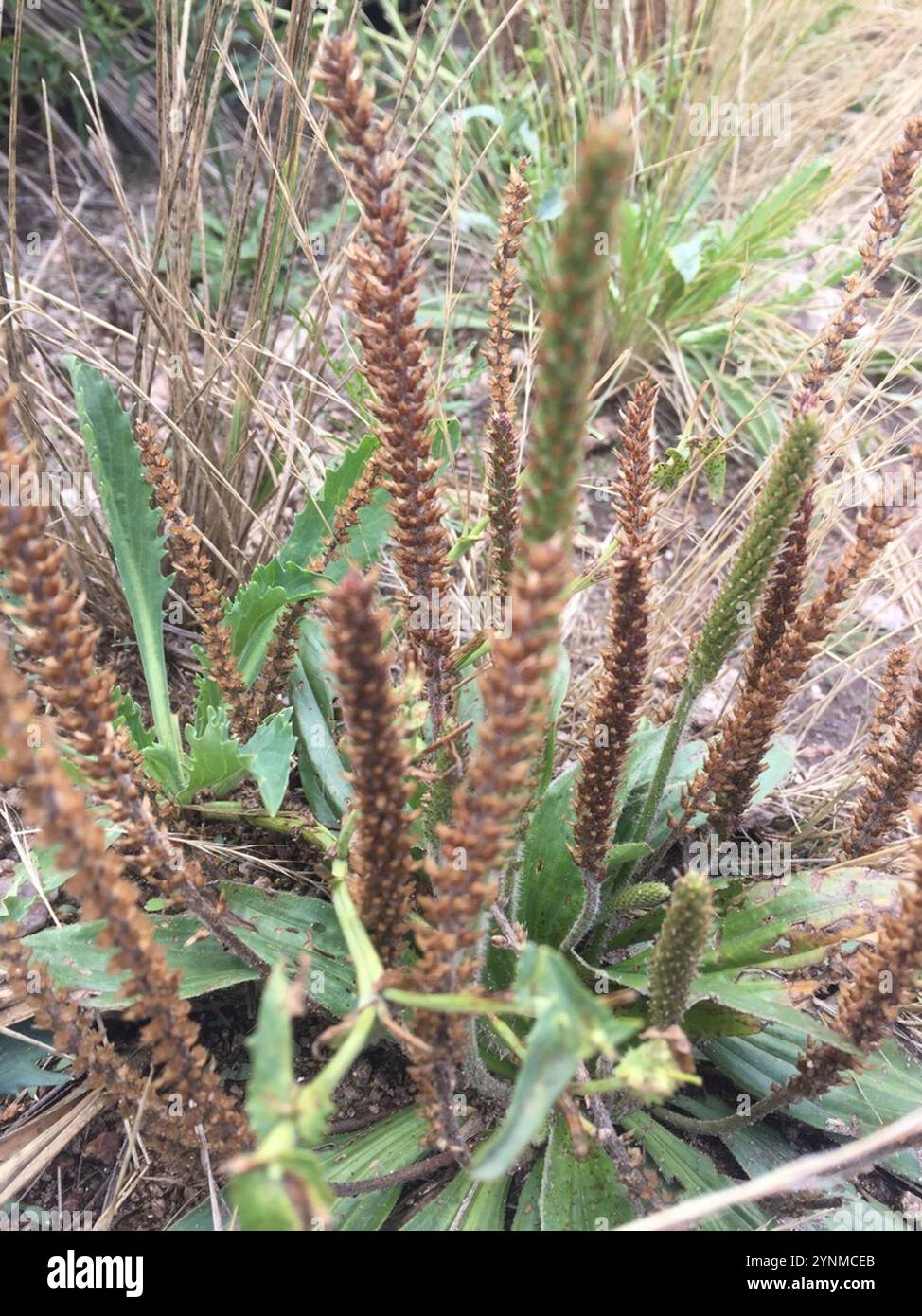 Swamp plantain (Plantago australis Stock Photo - Alamy