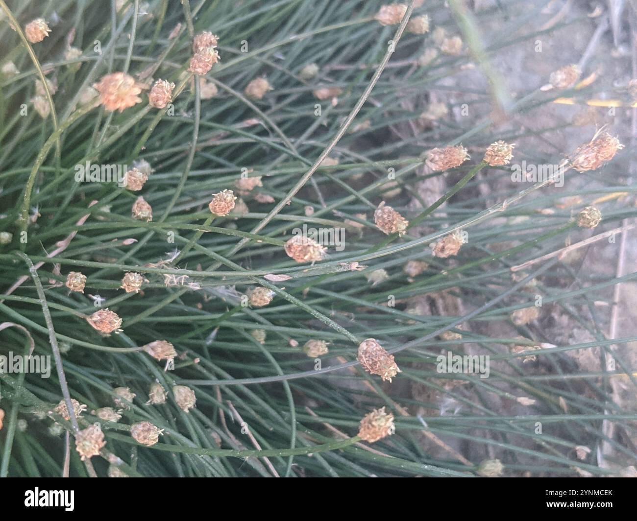 Canada Spikesedge (Eleocharis geniculata Stock Photo - Alamy
