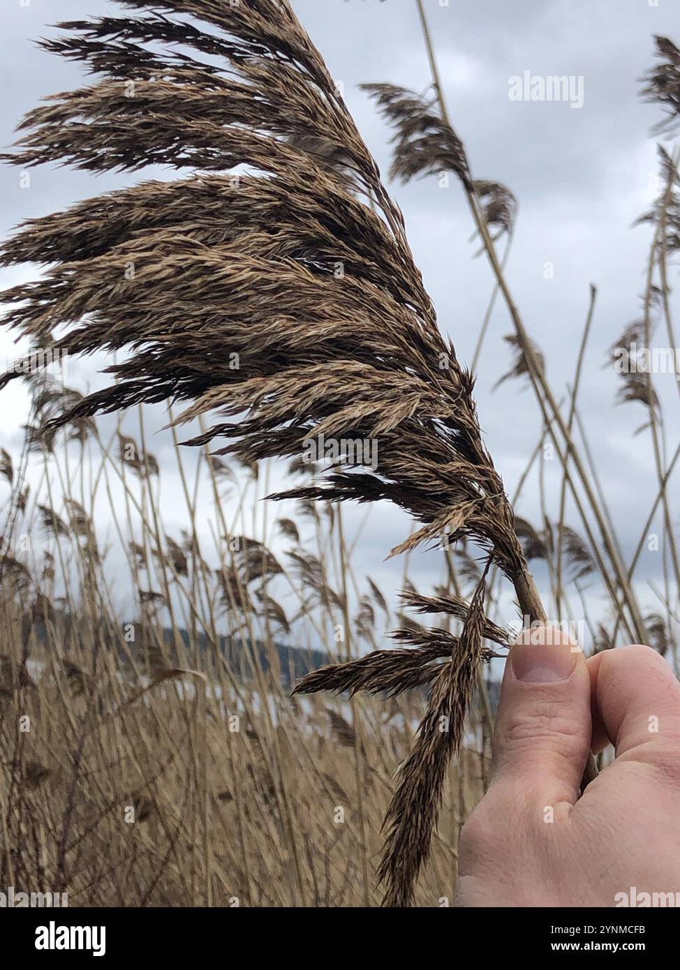 European reed (Phragmites australis australis Stock Photo - Alamy