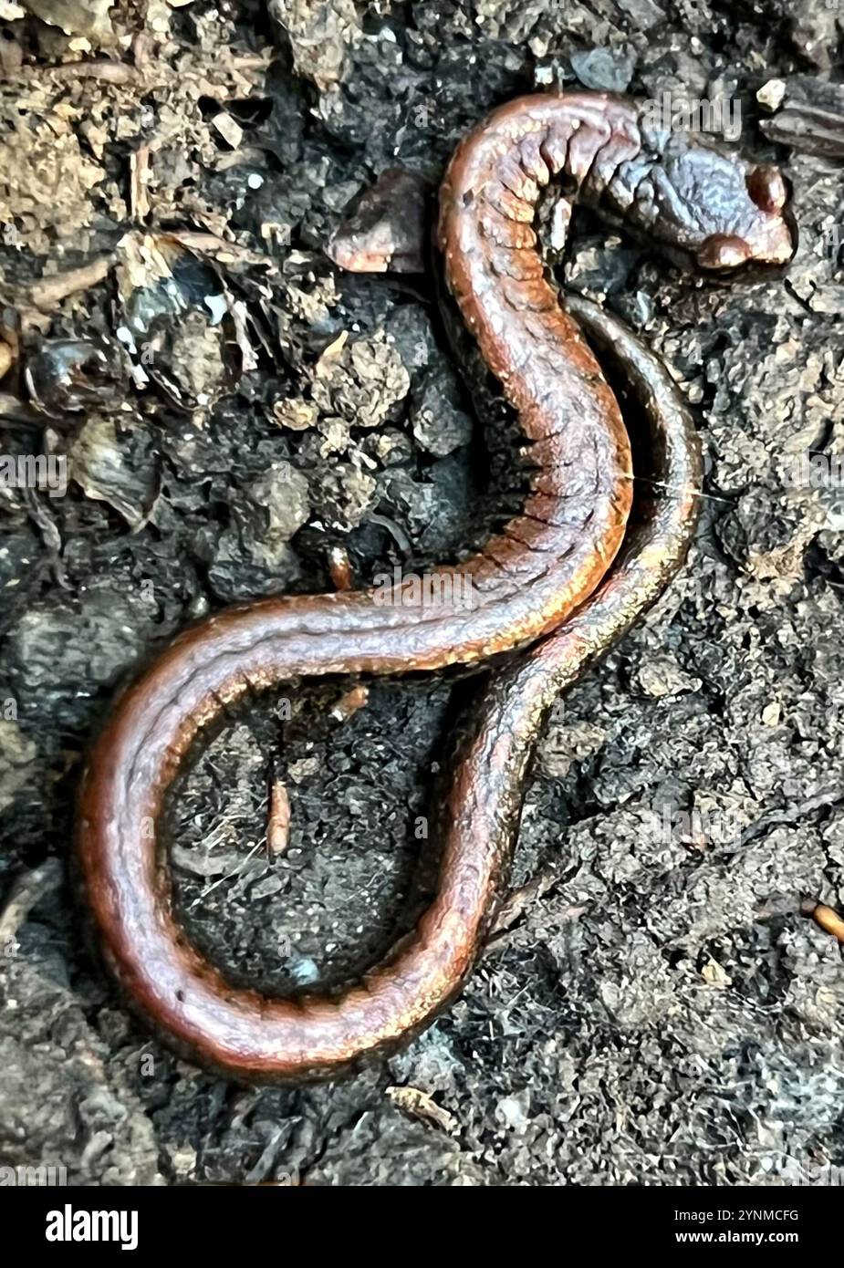 California Slender Salamander (Batrachoseps attenuatus Stock Photo - Alamy