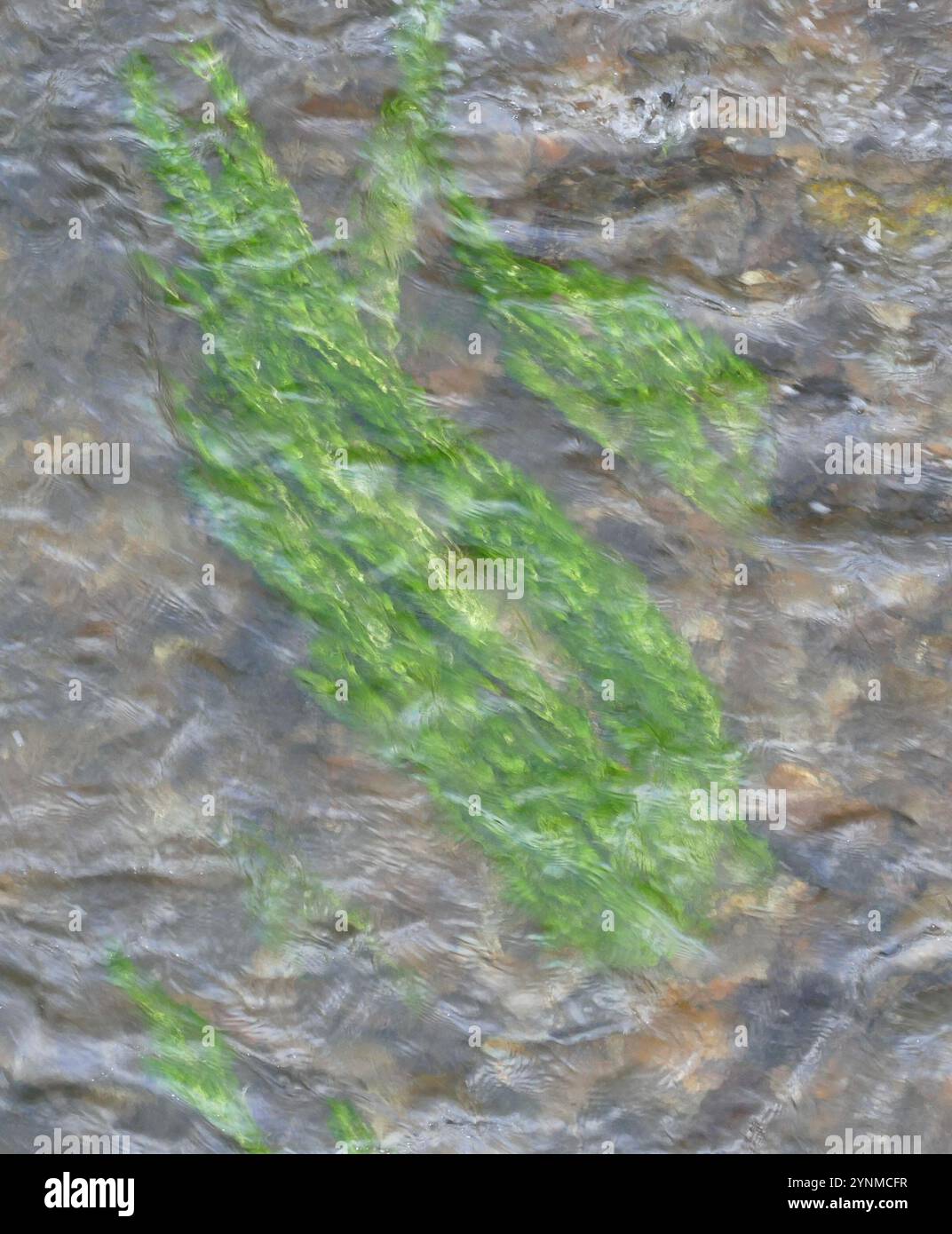 green algae (Chlorophyta Stock Photo - Alamy