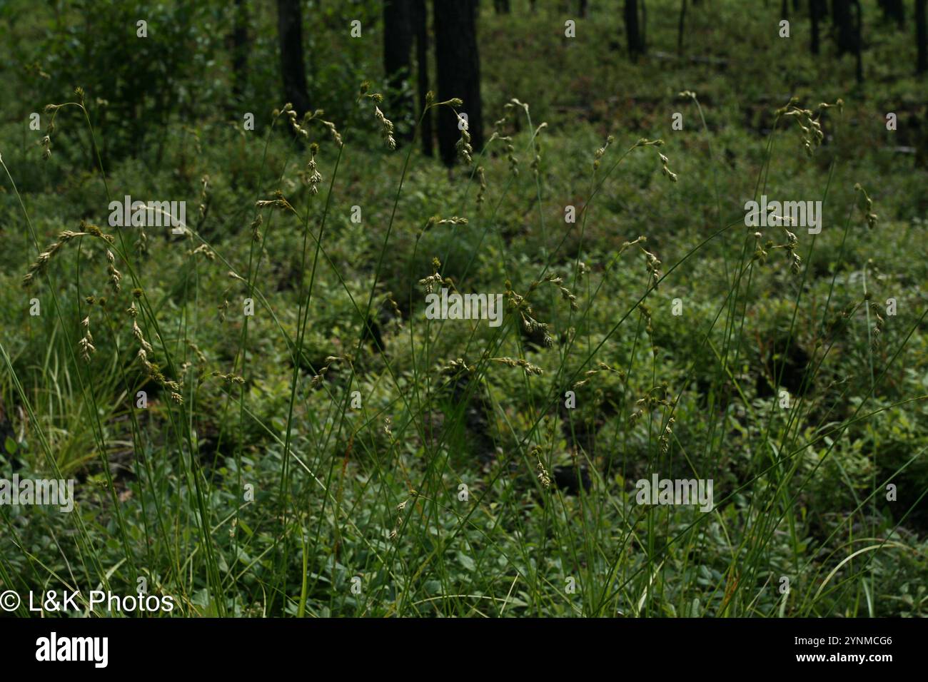 straw sedge (Carex foenea Stock Photo - Alamy