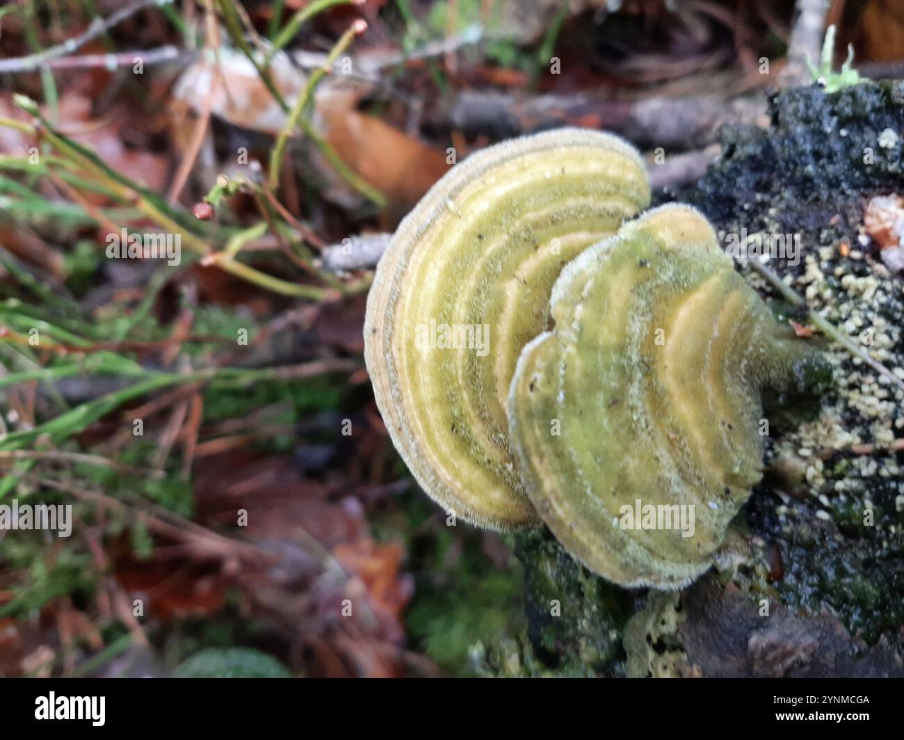 Gilled Polypore (Trametes betulina Stock Photo - Alamy