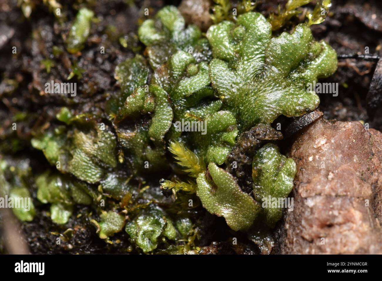 Thin Starwort (Mannia gracilis Stock Photo - Alamy