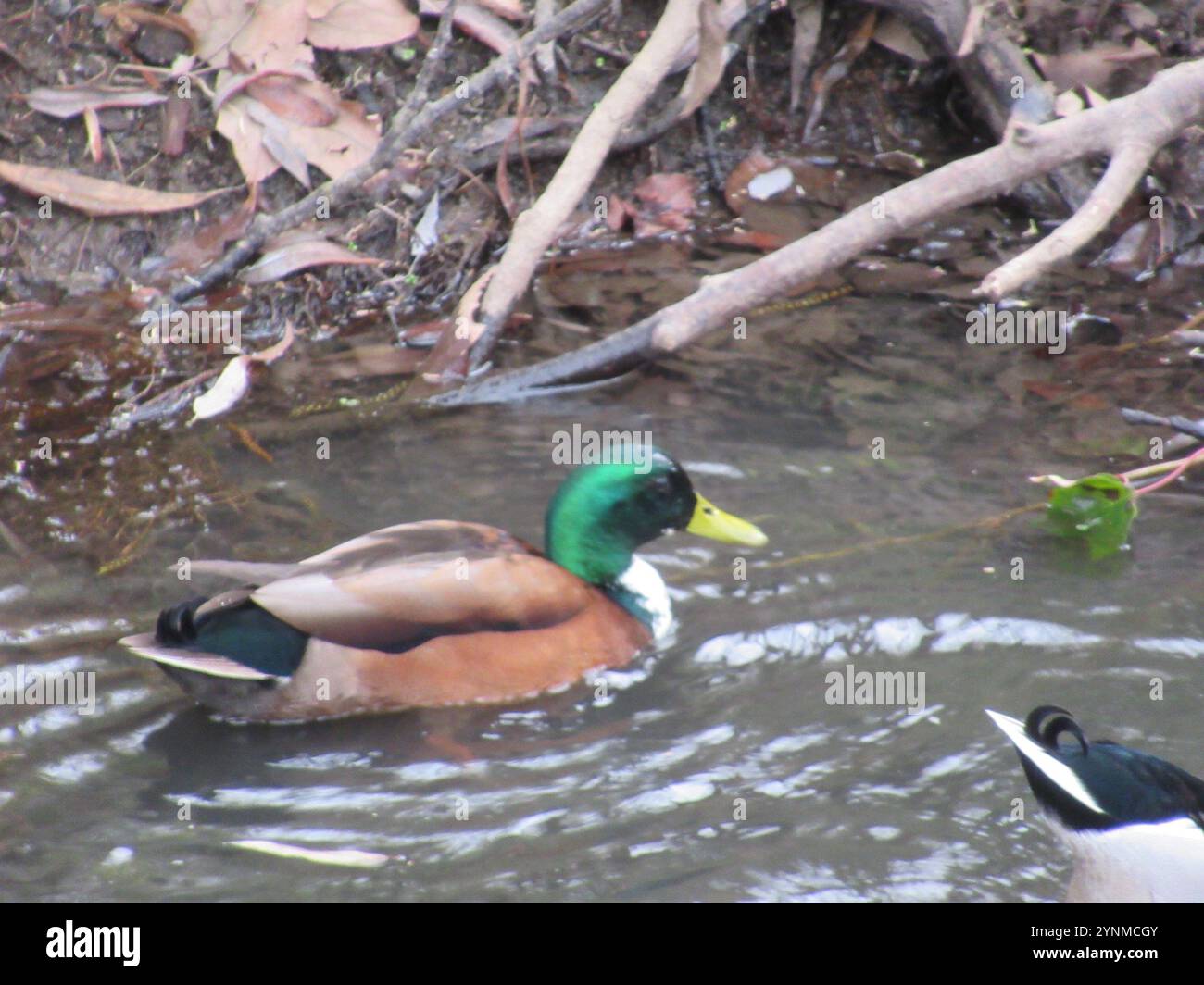 Domestic Mallard (Anas platyrhynchos domesticus Stock Photo - Alamy
