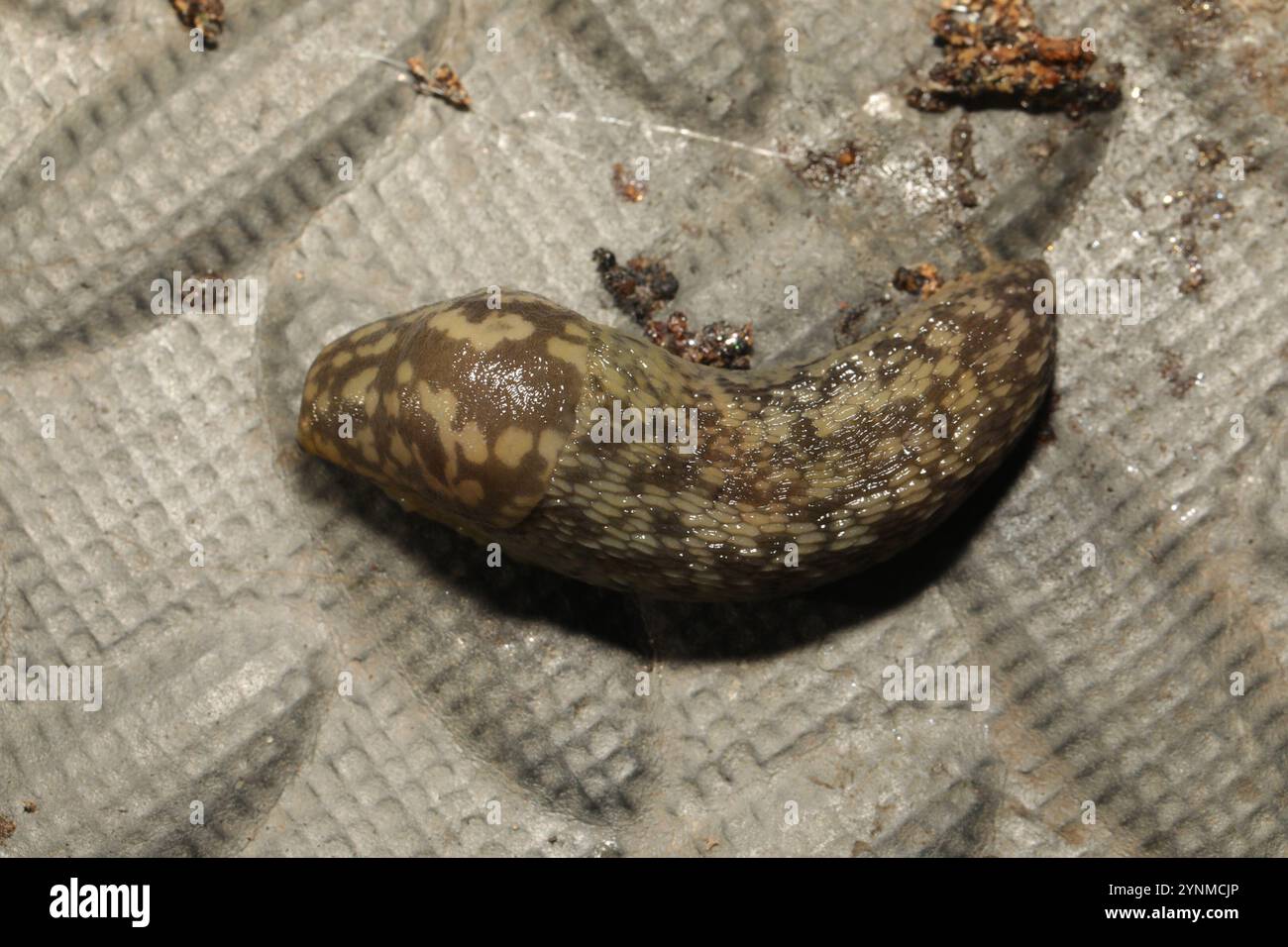 Green Cellar Slug (Limacus maculatus Stock Photo - Alamy