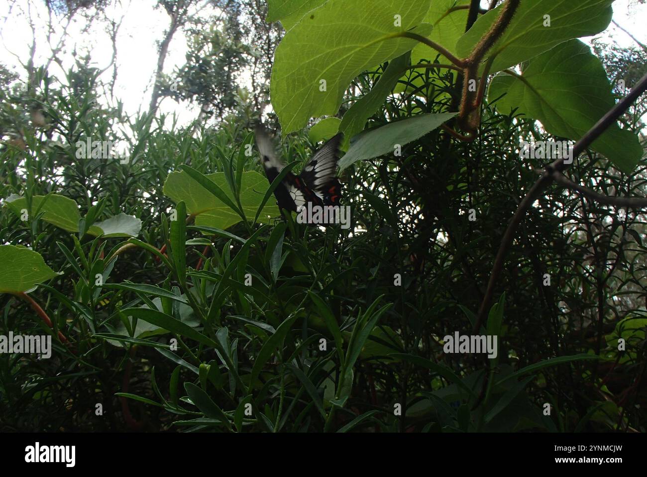 Orchard Swallowtail (Papilio aegeus Stock Photo - Alamy