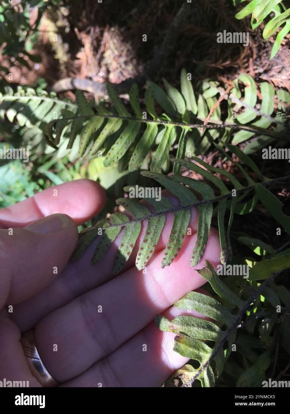 resurrection fern (Pleopeltis michauxiana Stock Photo - Alamy
