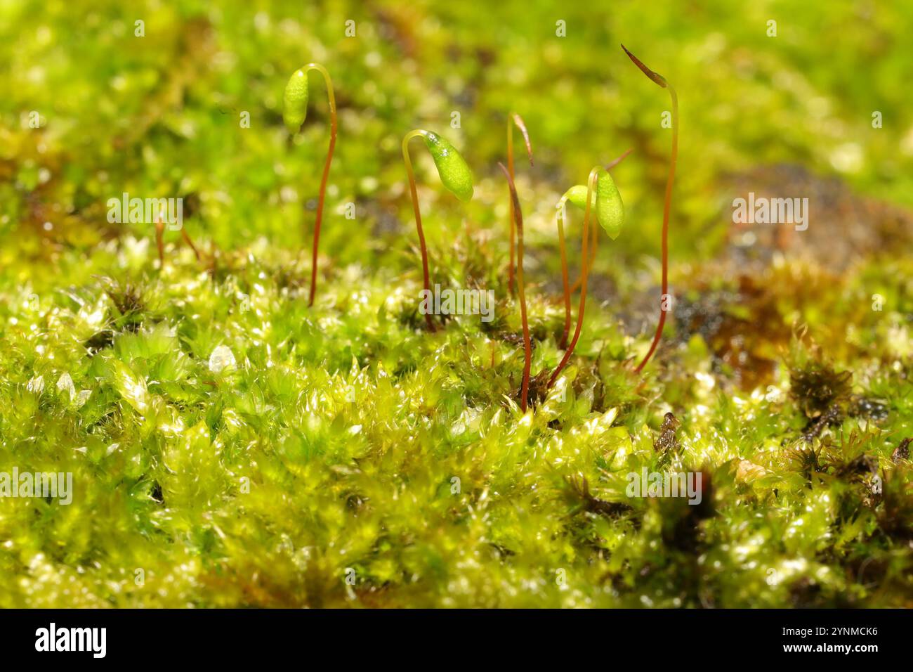 Capillary Thread-moss (Ptychostomum capillare Stock Photo - Alamy