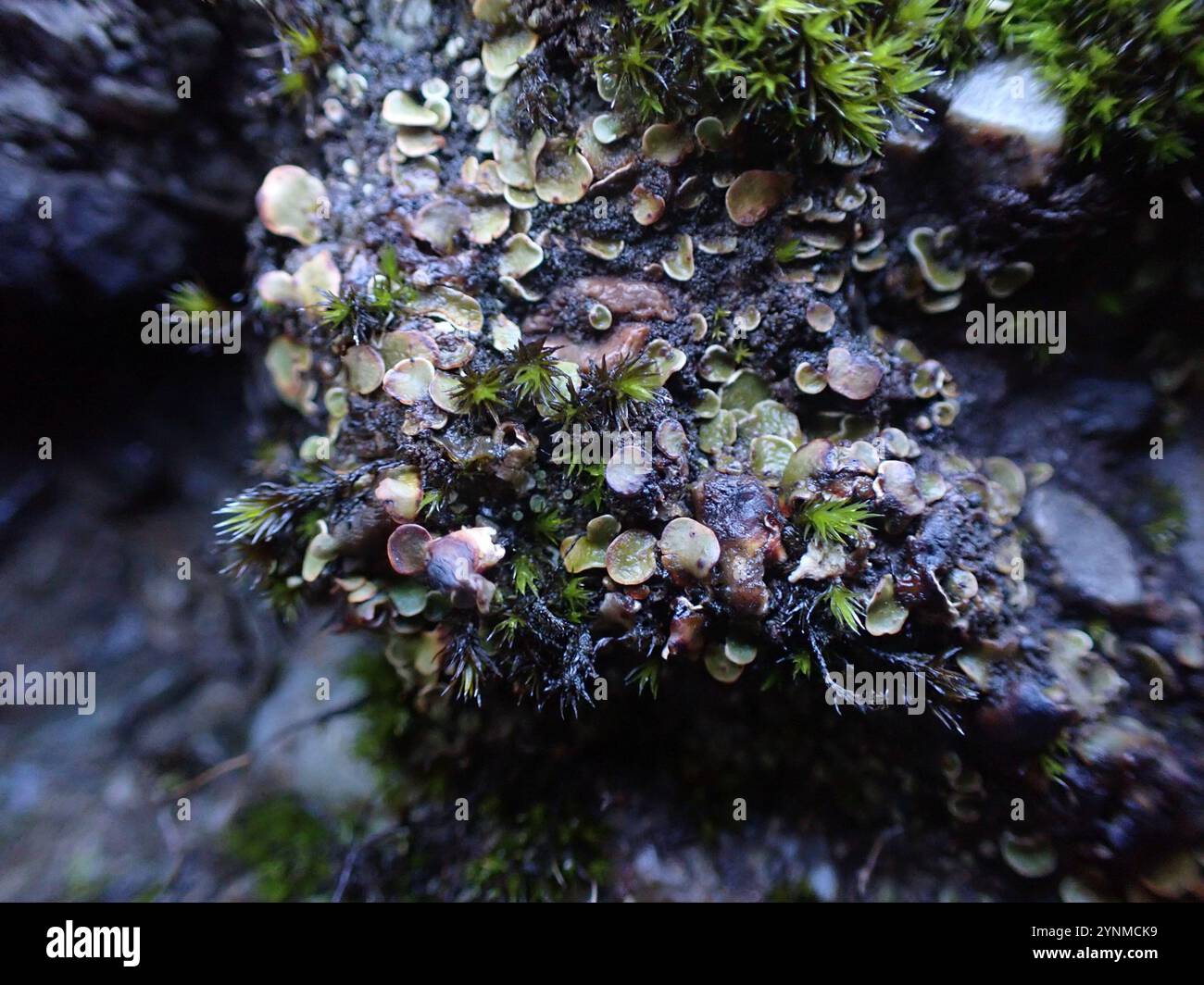 Butterfly Scale Lichen (Psora nipponica Stock Photo - Alamy