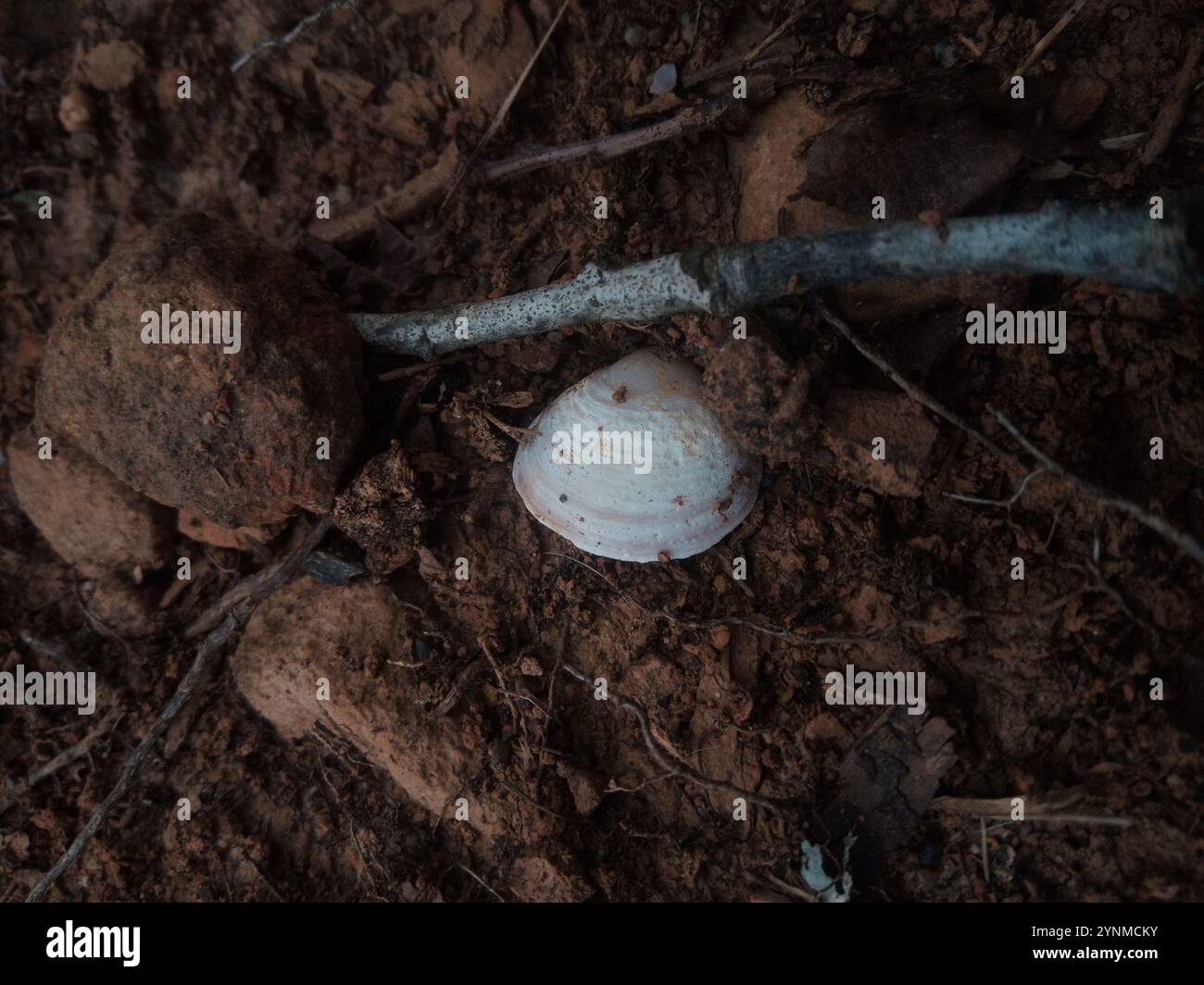 Asian Clam (Corbicula fluminea Stock Photo - Alamy