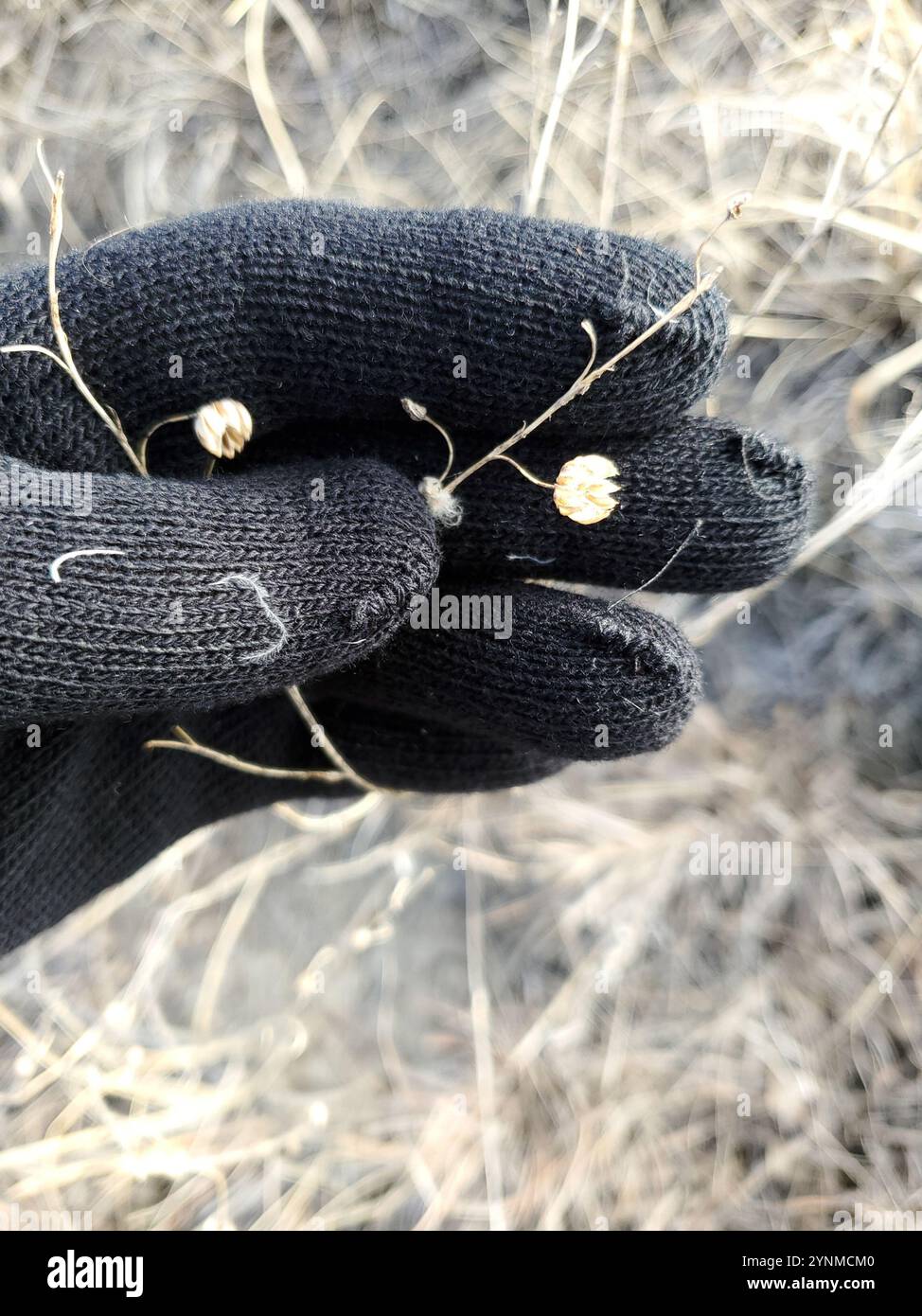 Lewis flax (Linum lewisii Stock Photo - Alamy