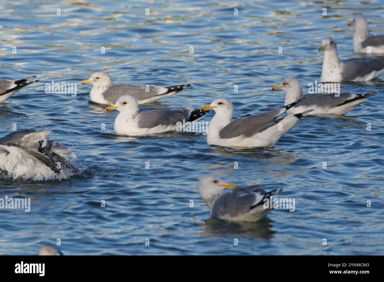 California Gull (Larus californicus Stock Photo - Alamy