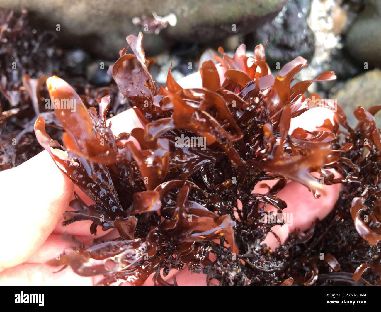 encrusting red algae (Mastocarpus Stock Photo - Alamy