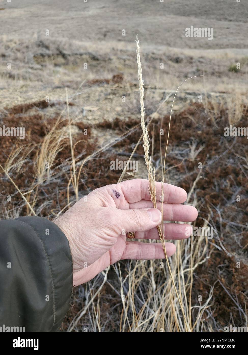 Sand Reedgrass (Sporobolus rigidus Stock Photo - Alamy