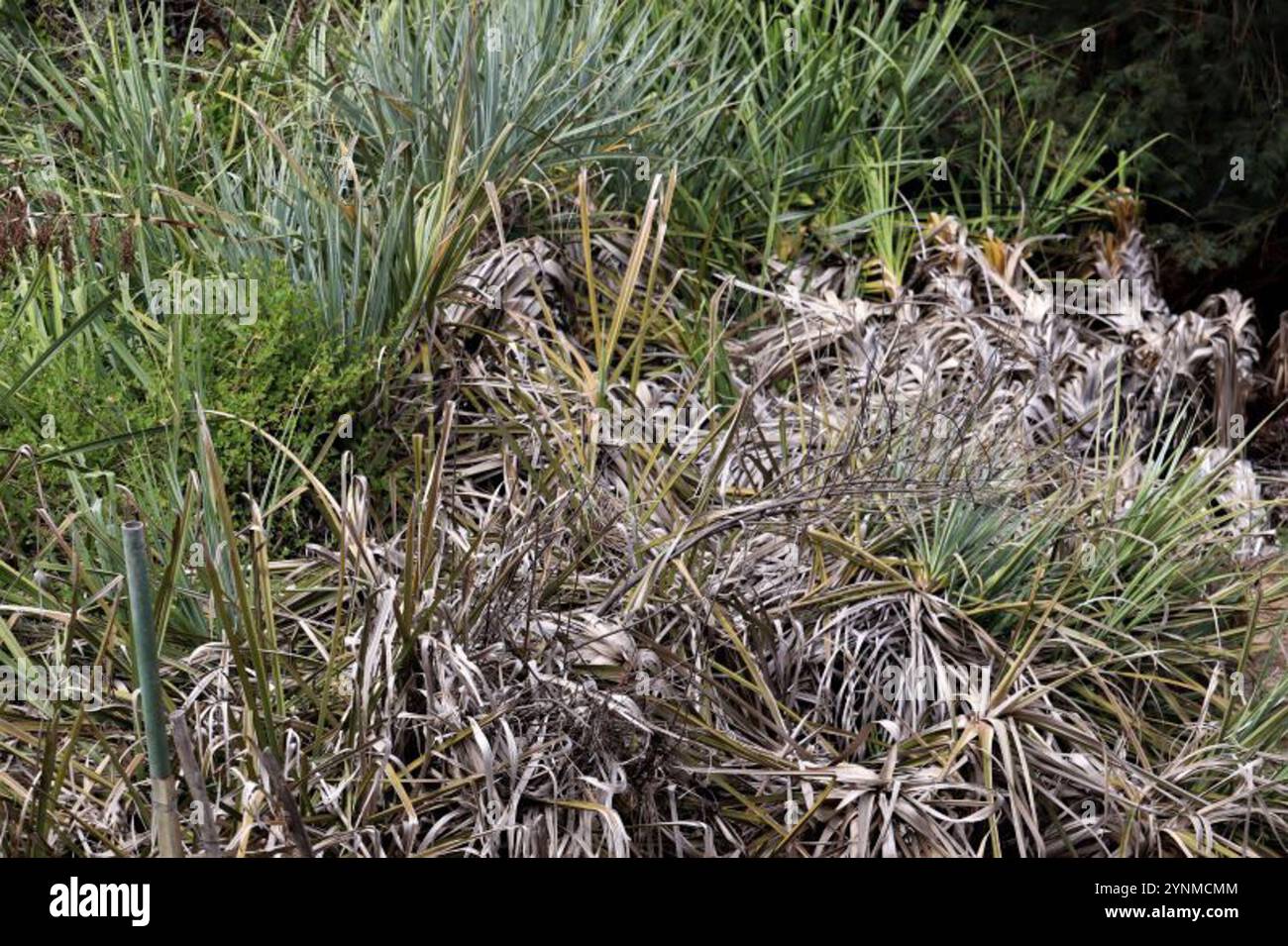 Palmiet hi-res stock photography and images - Alamy