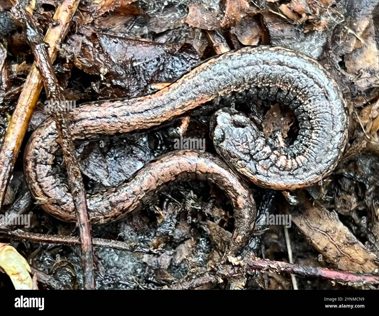 California Slender Salamander (Batrachoseps attenuatus Stock Photo - Alamy