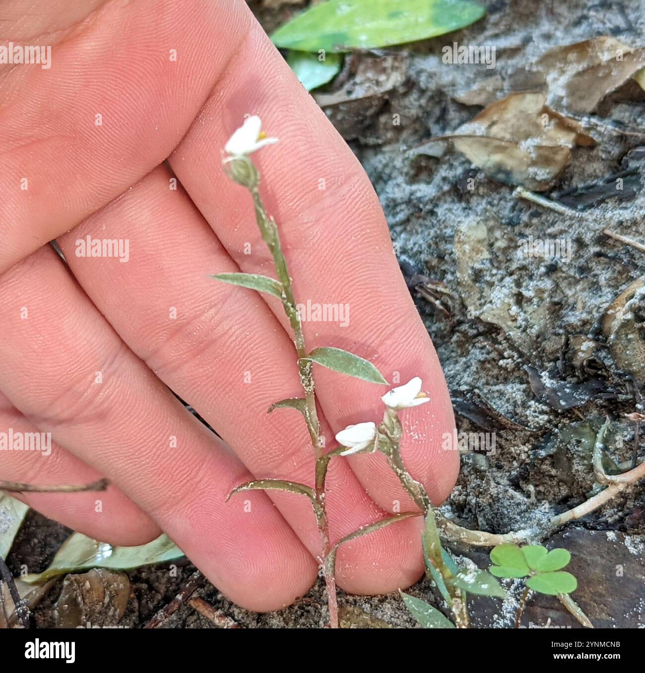centipede grass orchid (Zeuxine strateumatica Stock Photo - Alamy