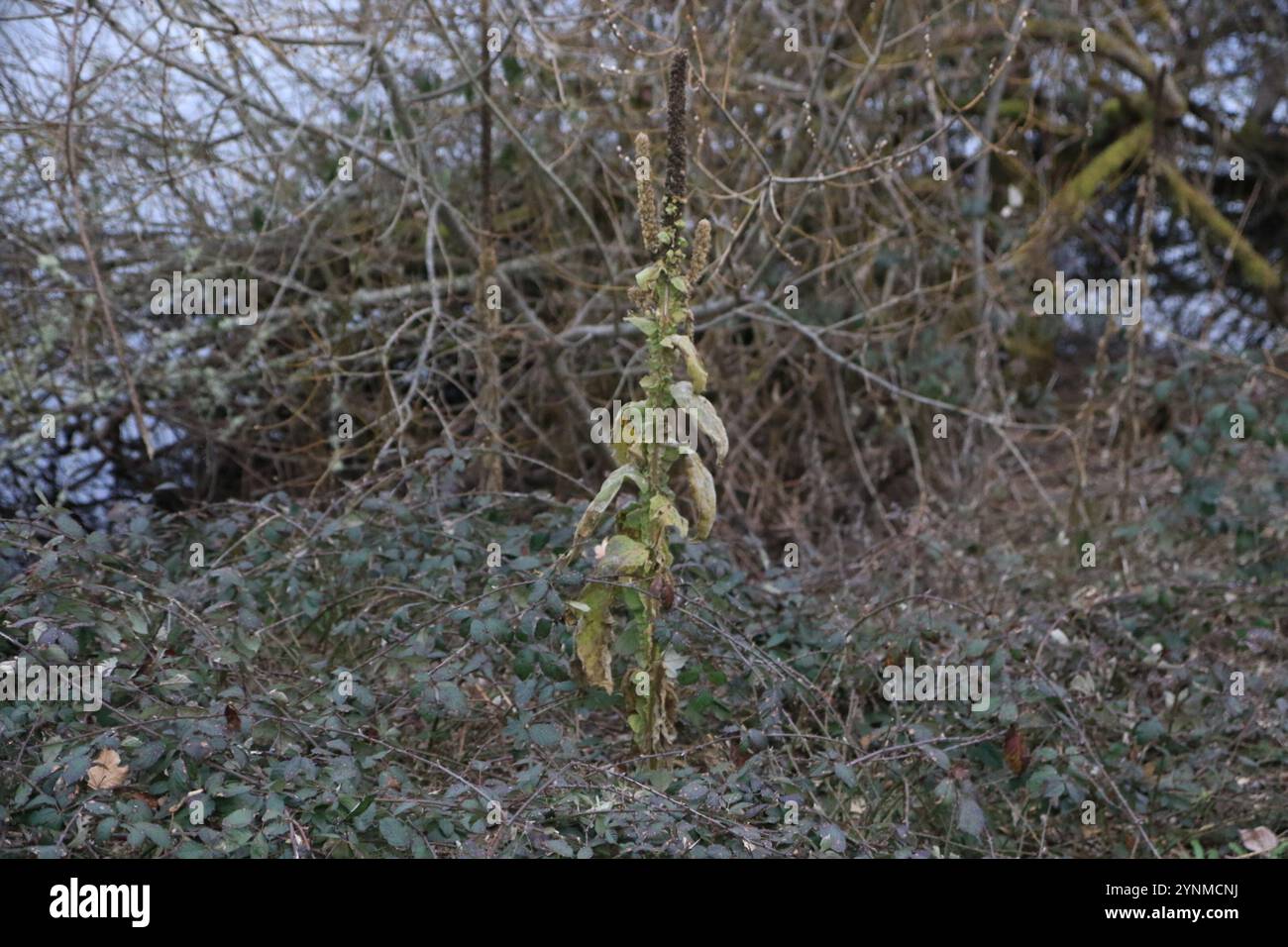 great mullein (Verbascum thapsus Stock Photo - Alamy