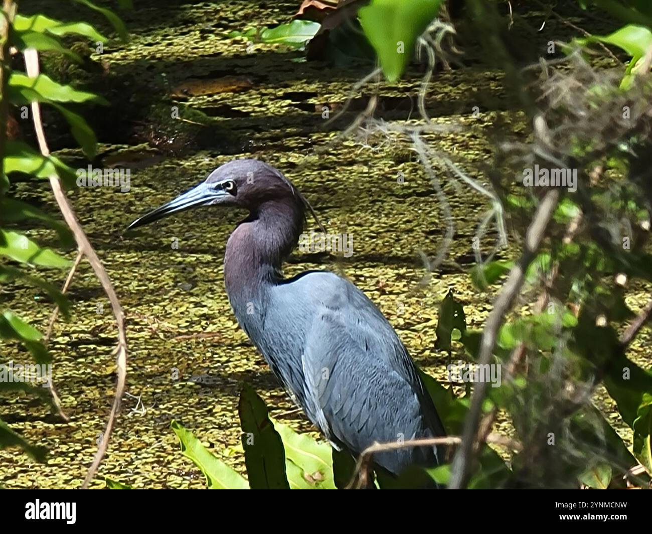 Little Blue Heron (Egretta caerulea Stock Photo - Alamy