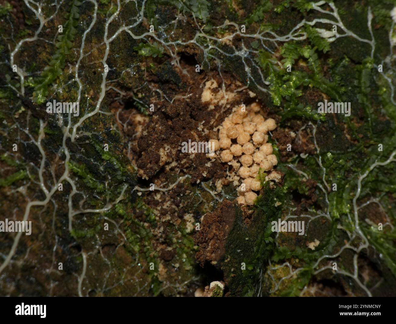 slime molds (Mycetozoa Stock Photo - Alamy