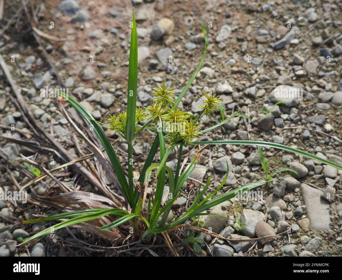 Fragrant flatsedge (Cyperus odoratus Stock Photo - Alamy