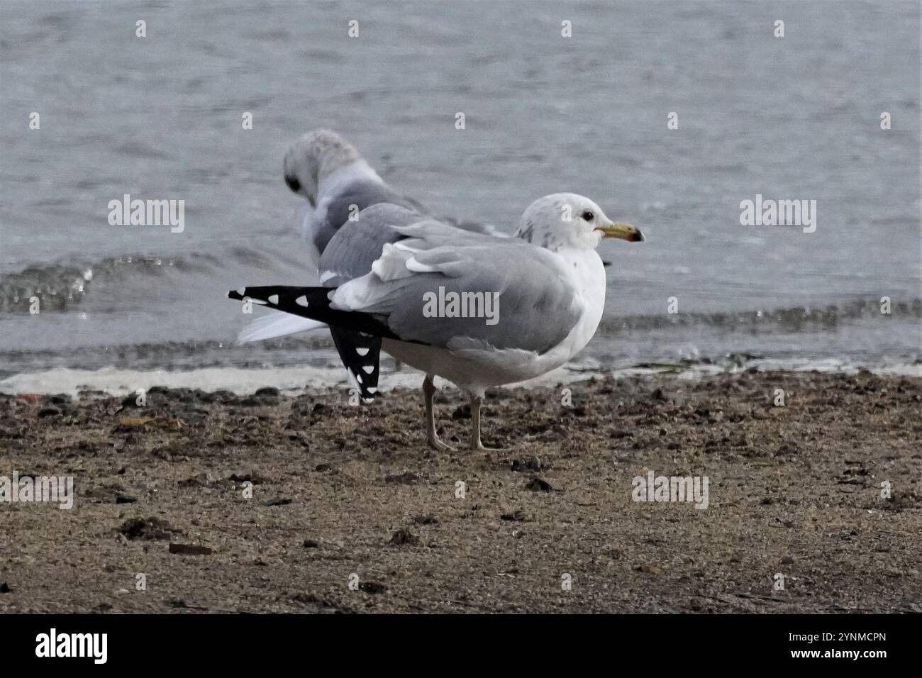 California Gull (Larus californicus Stock Photo - Alamy
