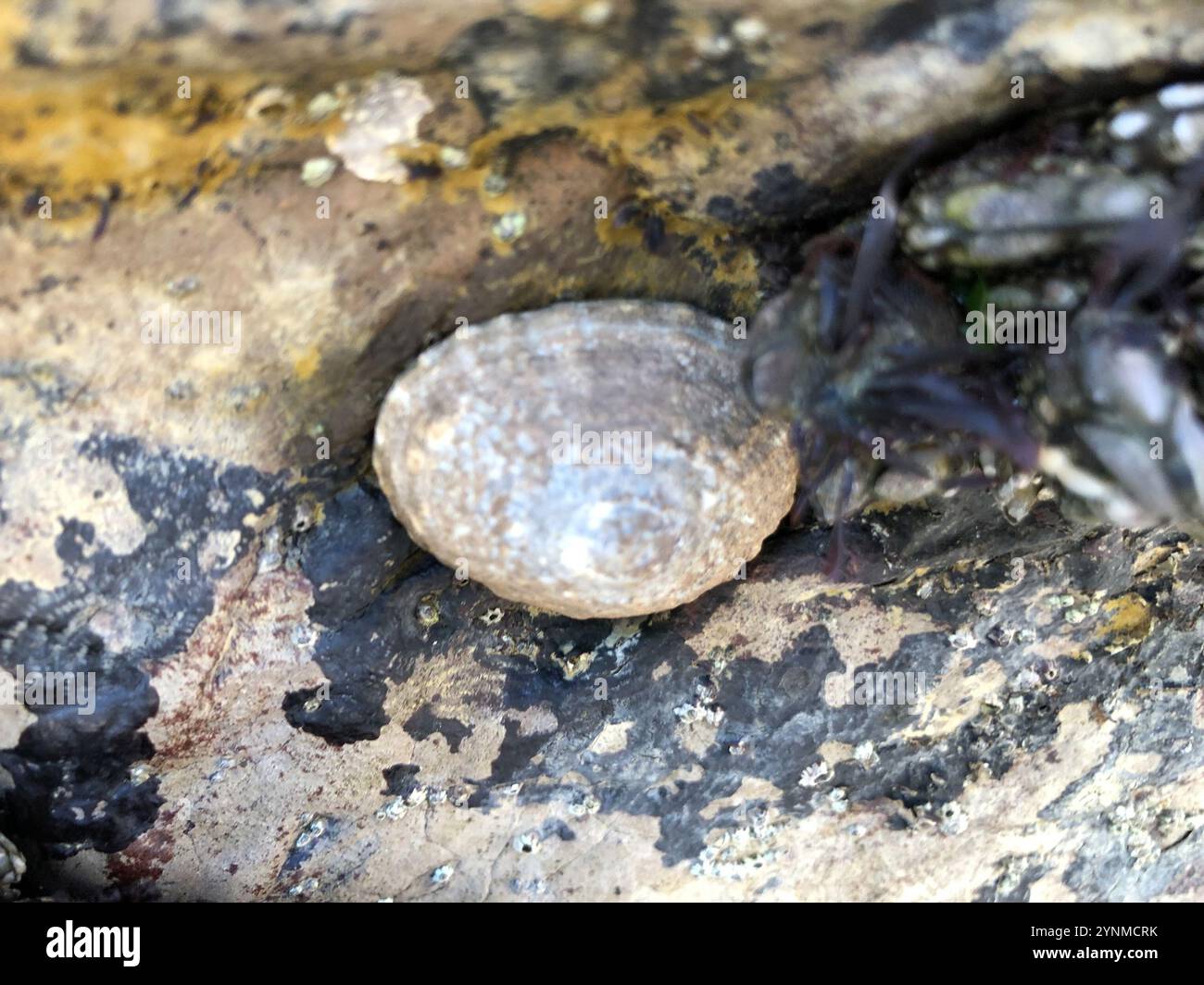 Shield Limpet (Lottia pelta Stock Photo - Alamy