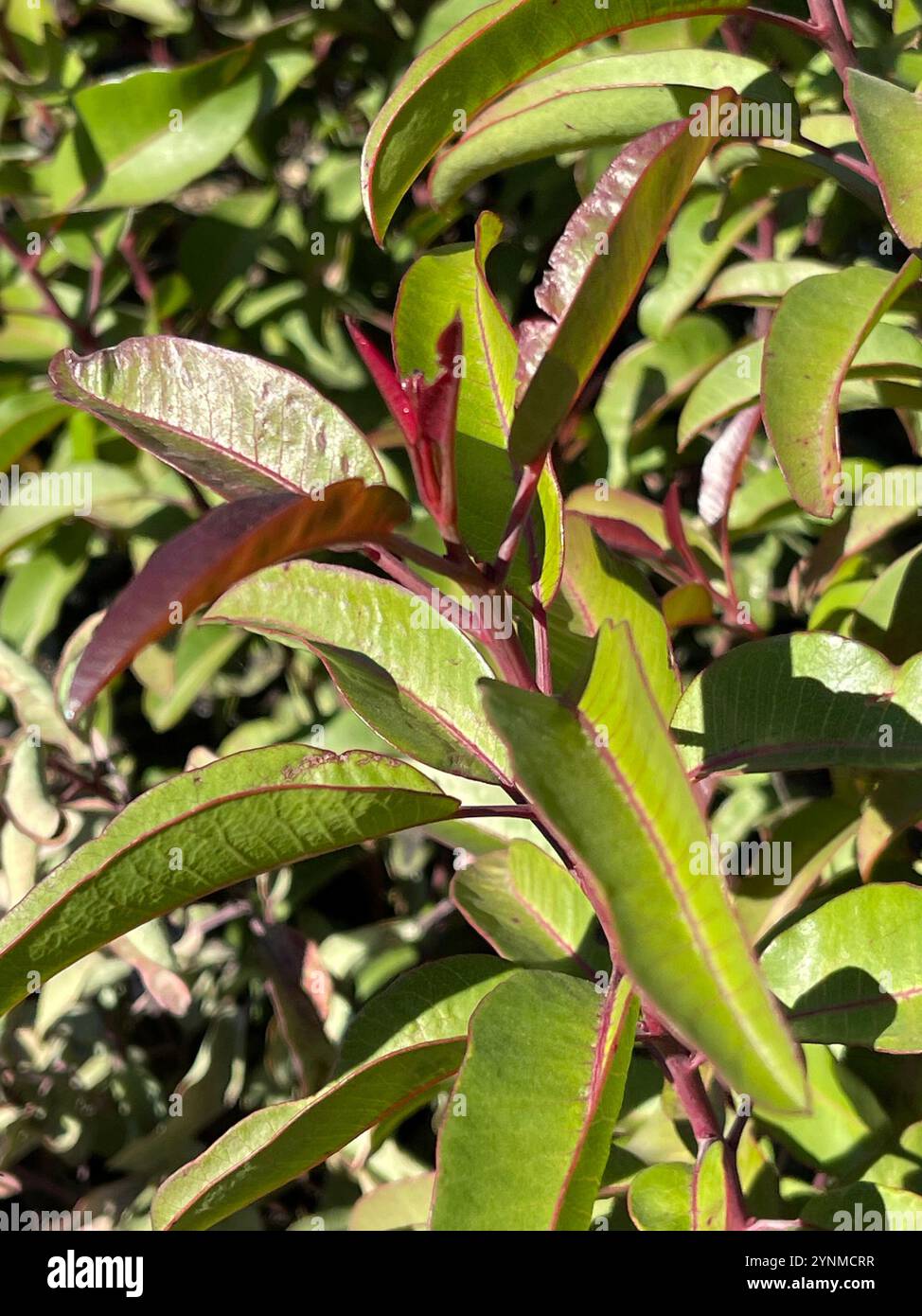 laurel sumac (Malosma laurina Stock Photo - Alamy