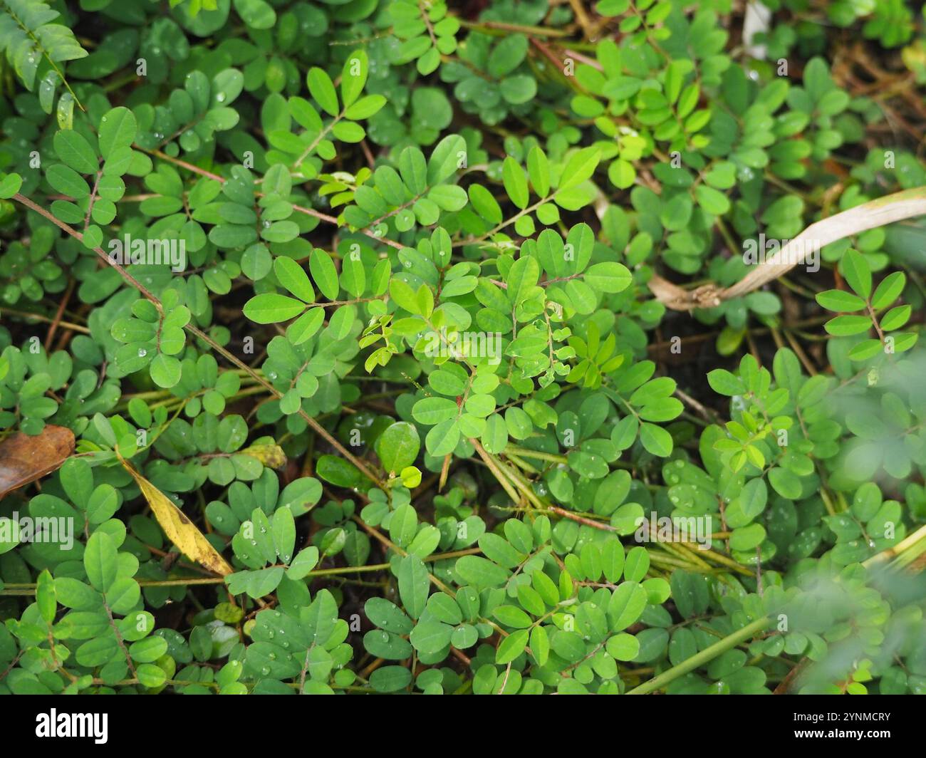 Creeping Indigo (Indigofera spicata Stock Photo - Alamy