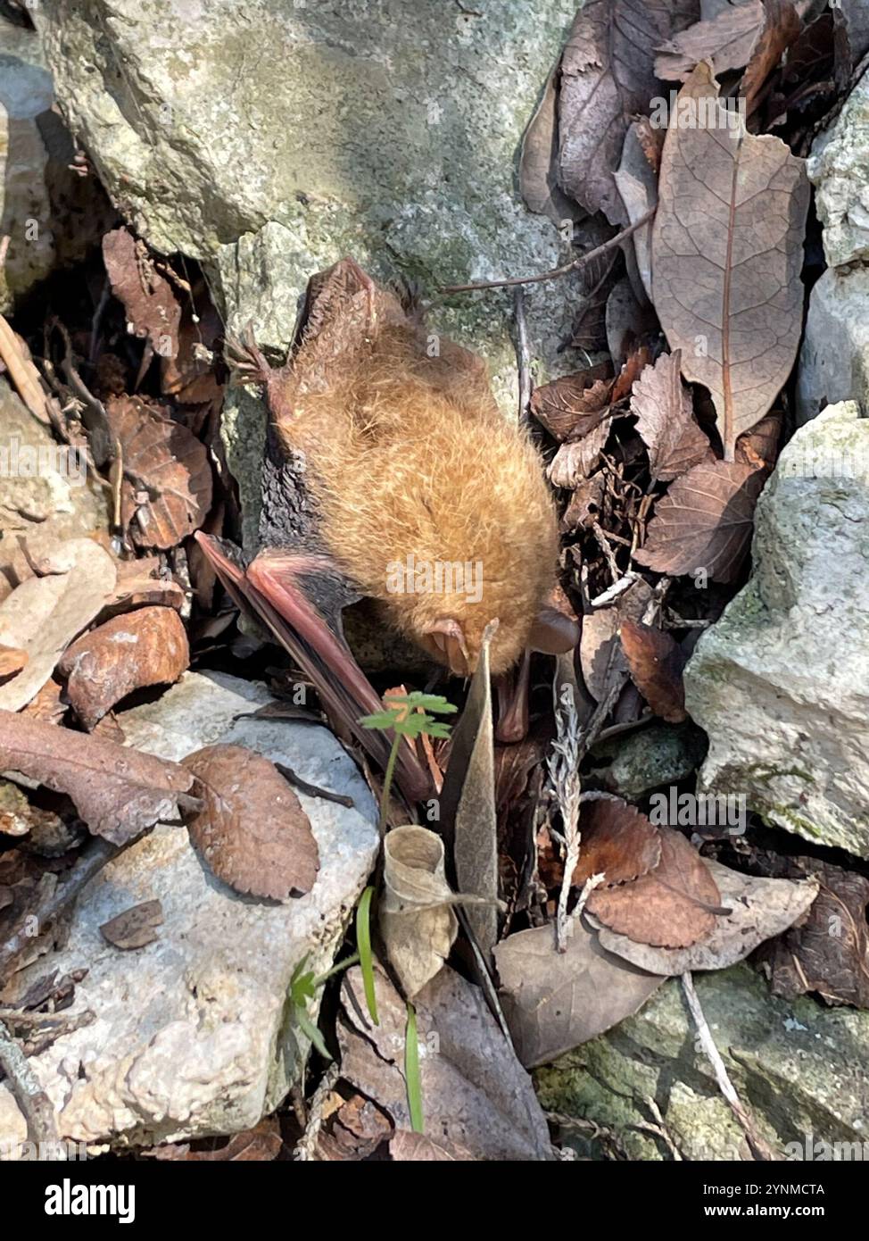Tricolored Bat (Perimyotis subflavus Stock Photo - Alamy
