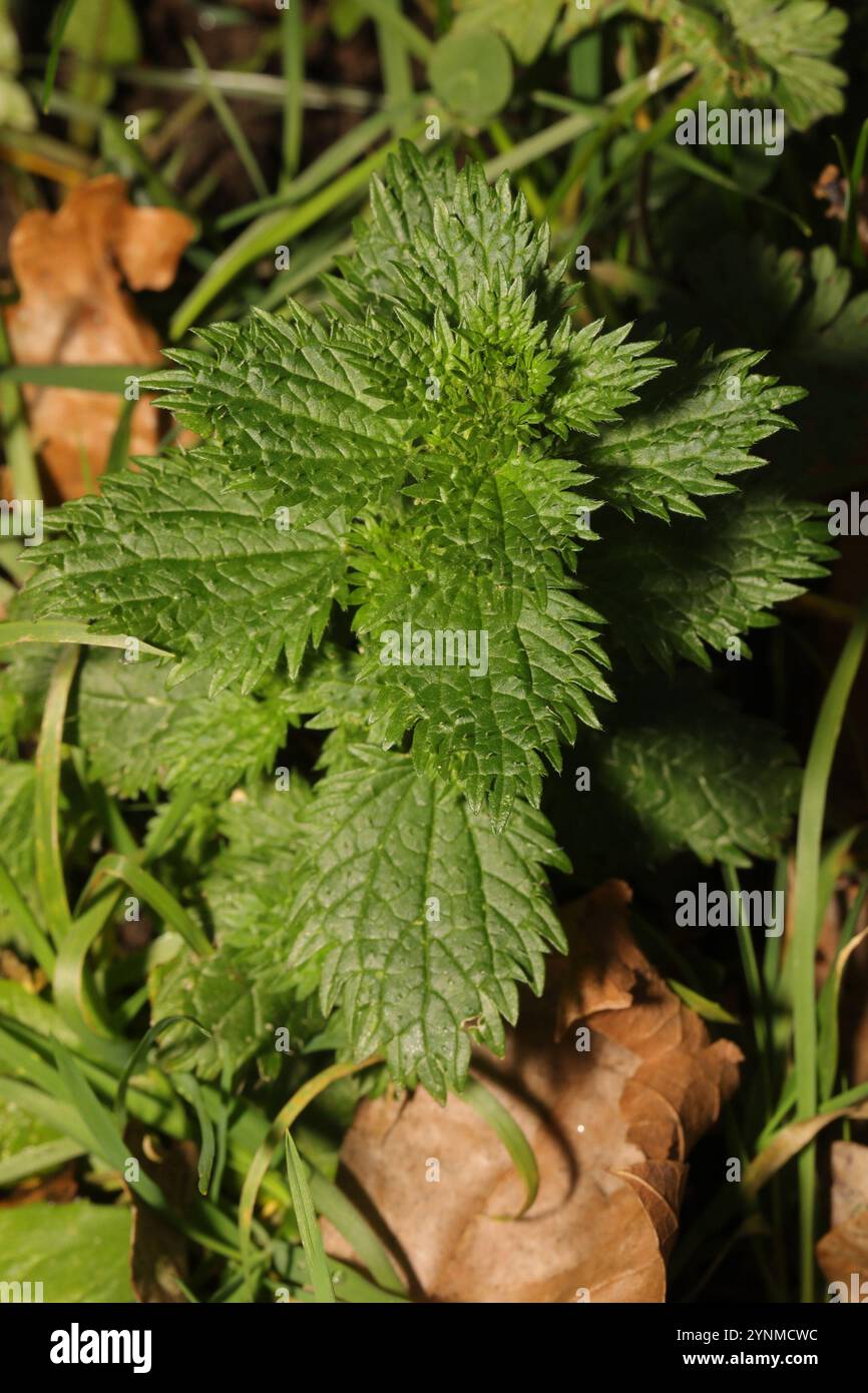 Dwarf Nettle (Urtica urens Stock Photo - Alamy