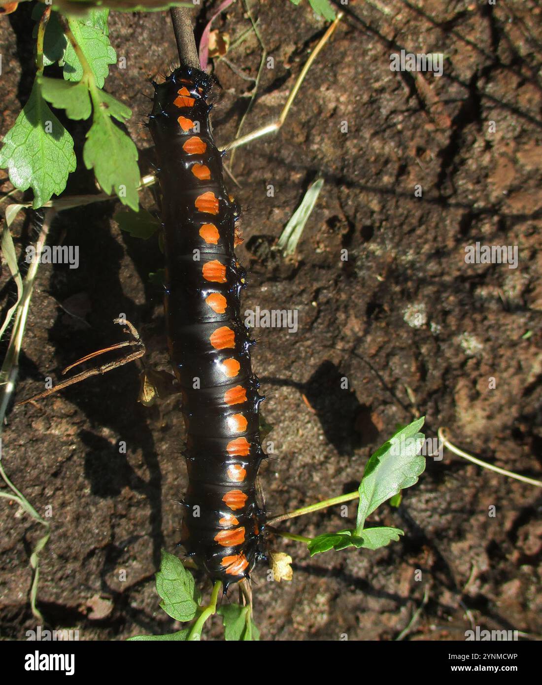 Cavorting Emperor (Usta terpsichore Stock Photo - Alamy